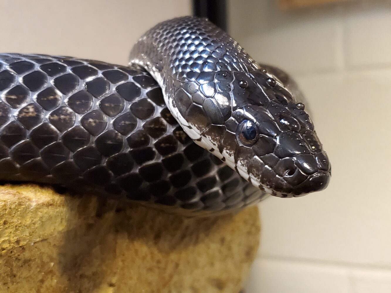 Black Rat Snake - WNC Nature Center