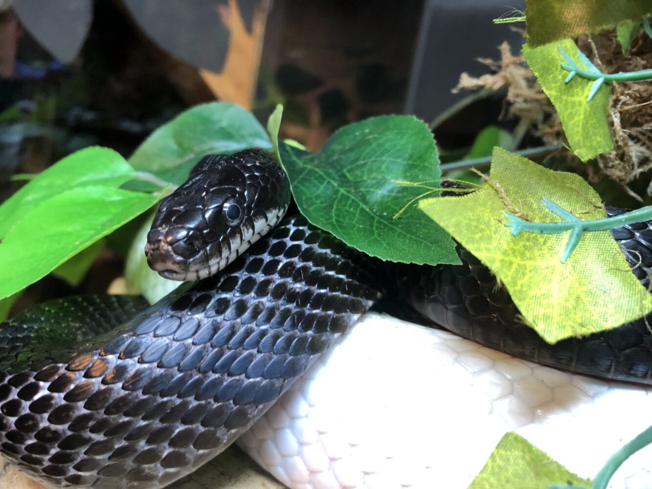 Black Rat Snake - WNC Nature Center