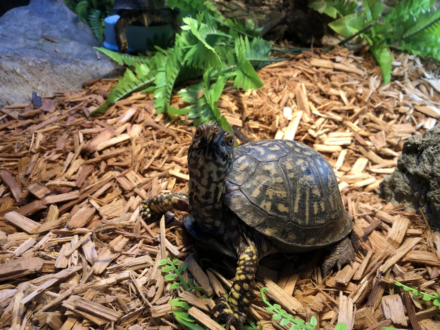 Eastern Box Turtle - WNC Nature Center