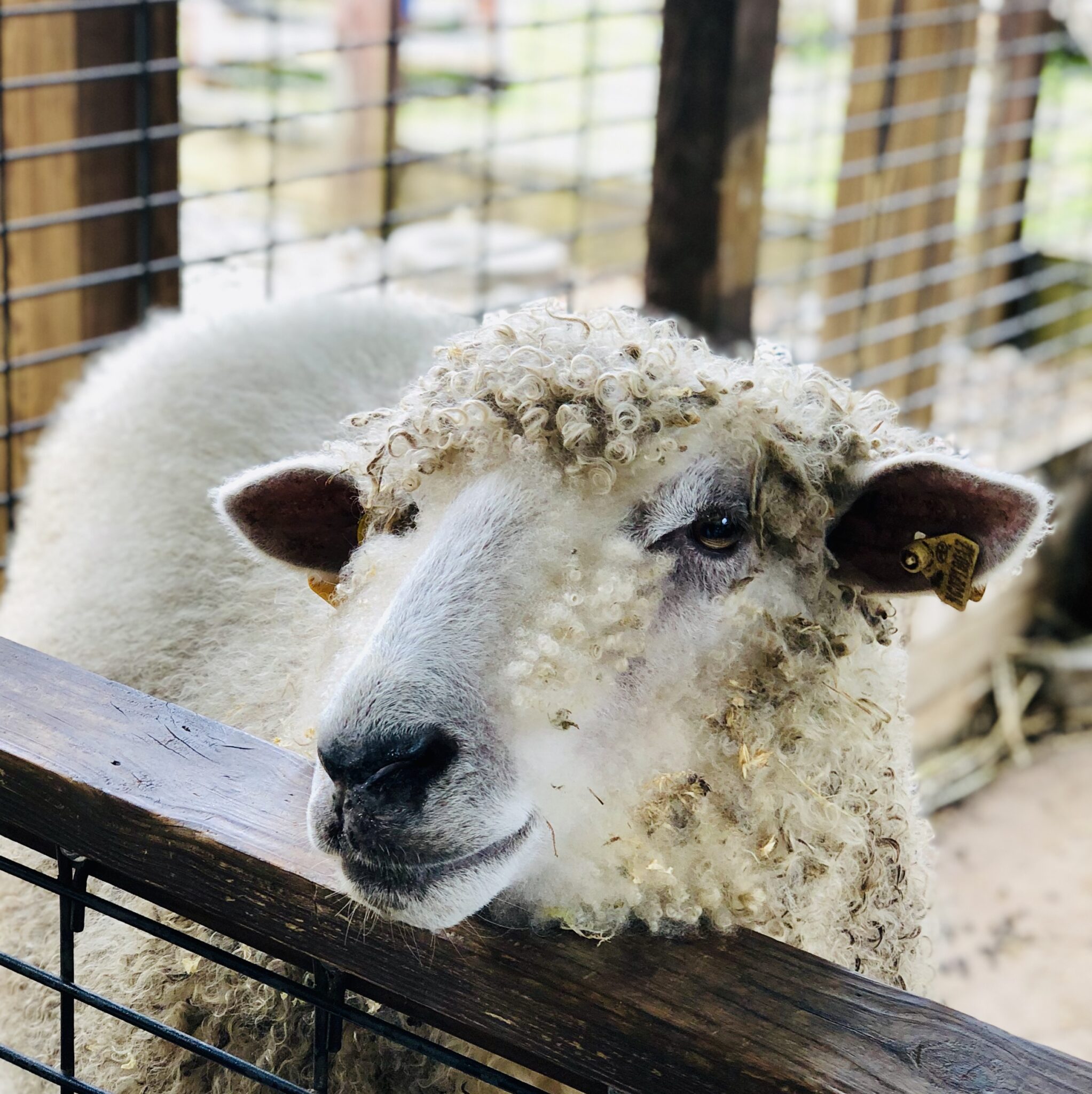 Cotswold Sheep - WNC Nature Center