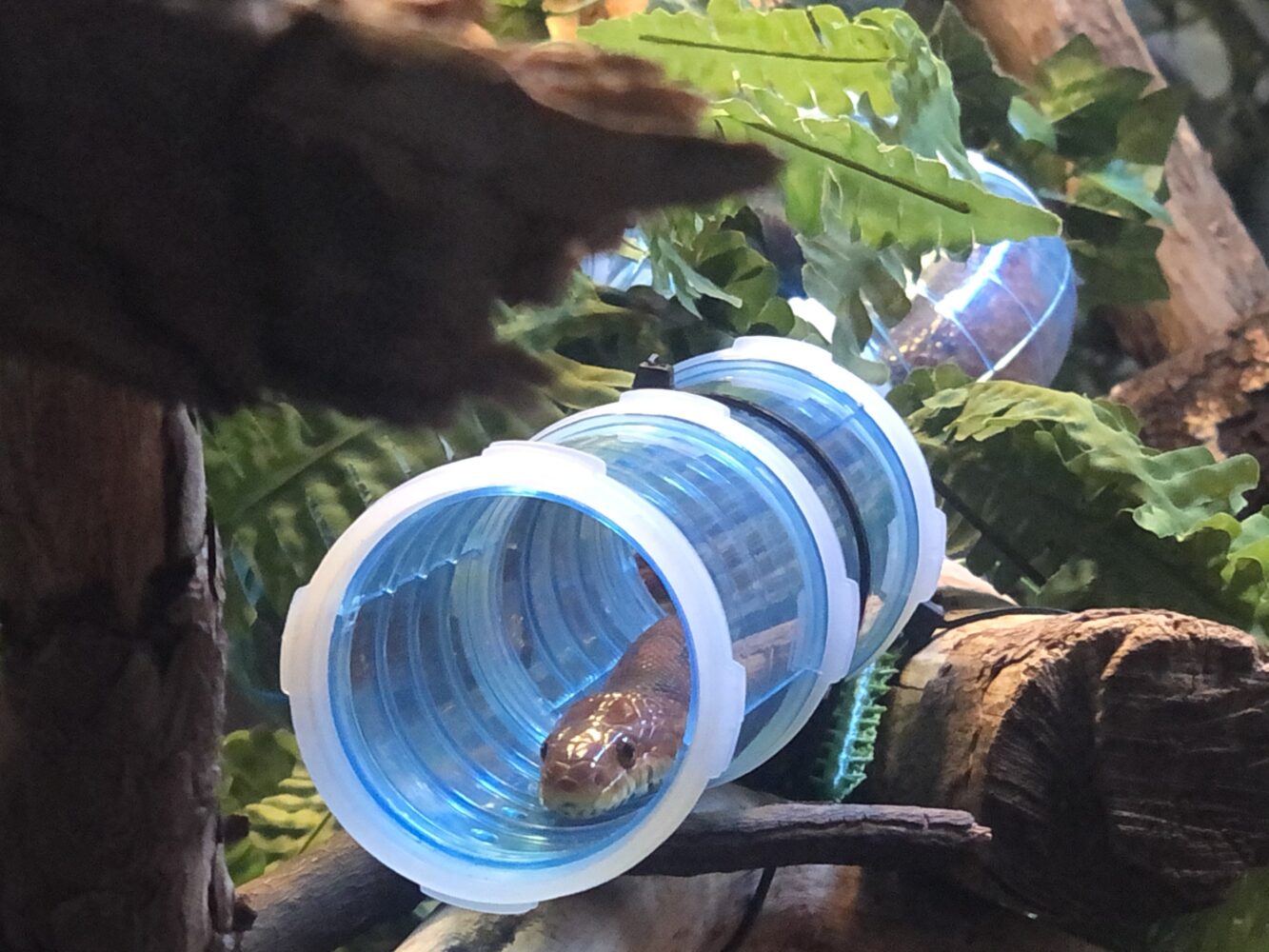 Corn Snake - WNC Nature Center