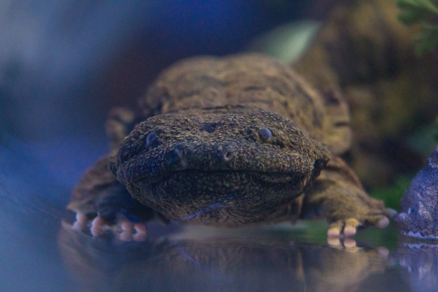 Hellbender - WNC Nature Center