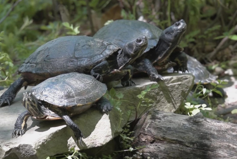 Membership - WNC Nature Center