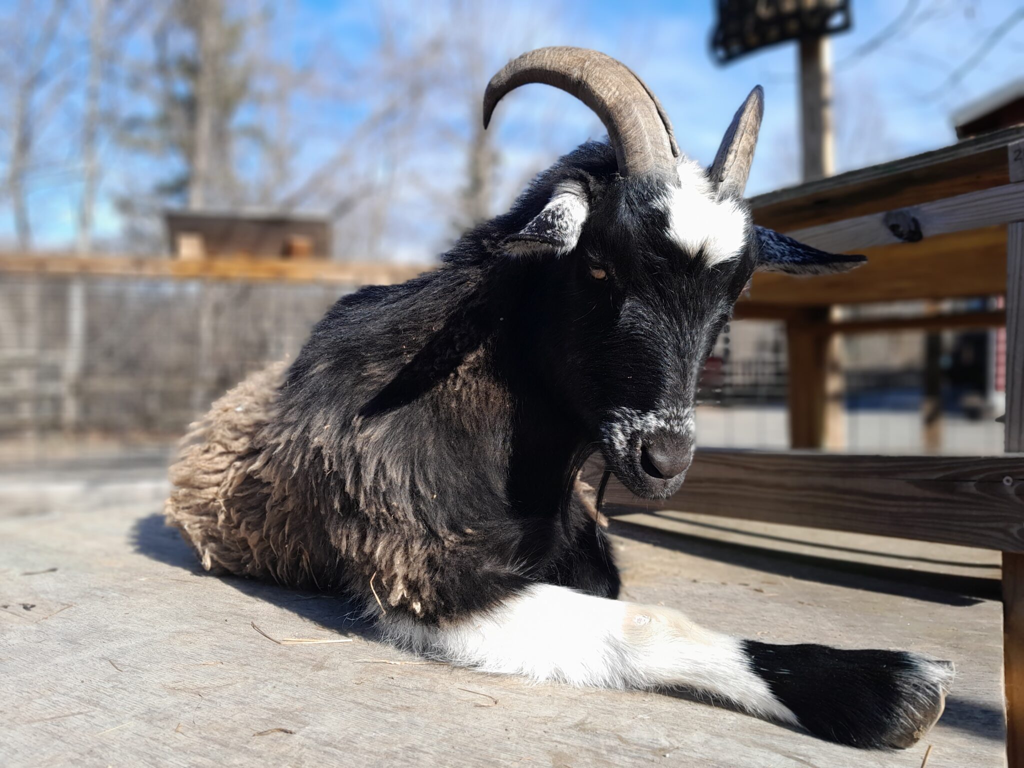 American Pygmy Goat - WNC Nature Center