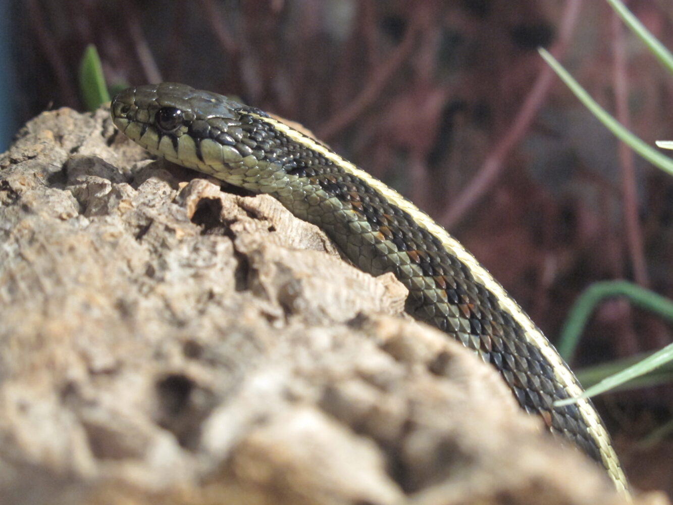 Eastern Garter Snake - WNC Nature Center