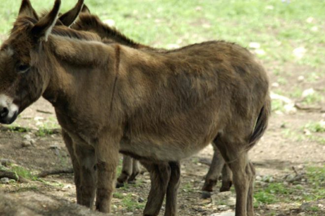 Sicilian Donkey - WNC Nature Center